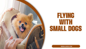 Flying With Small Dogs: Effortless Escapes